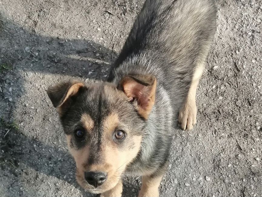 Два будущих охранника - звоночка