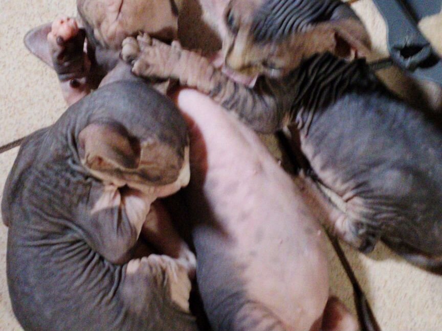 Канадский сфинкс котенок