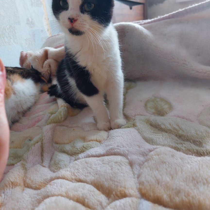 Котенок девочка в добрые руки