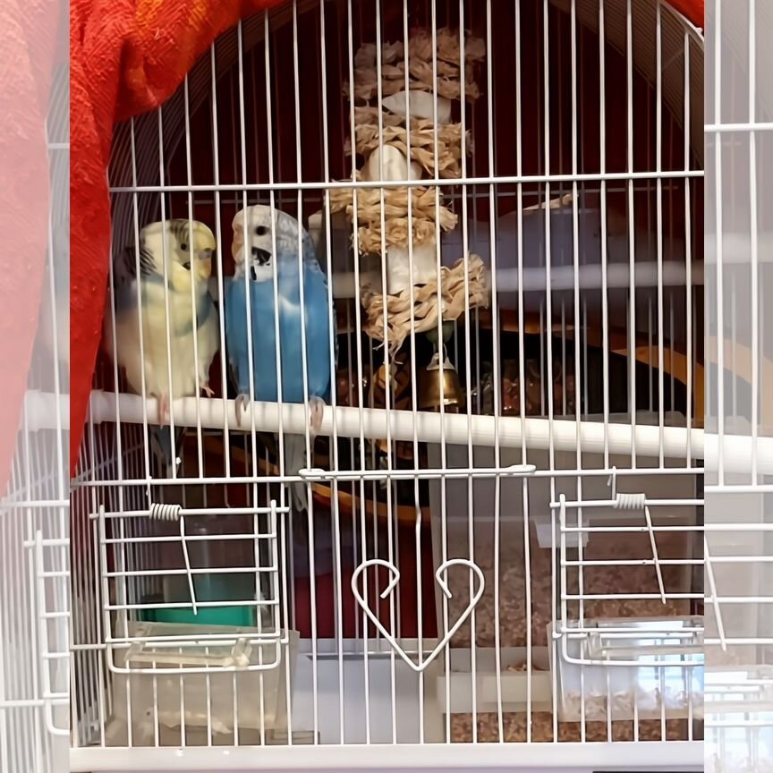 Отдам двух волнистых попугайчиков