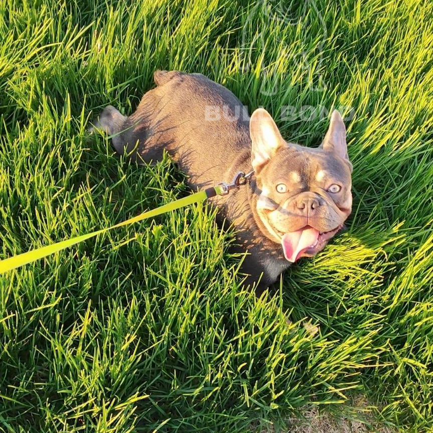 Вязка Французский бульдог лиловый