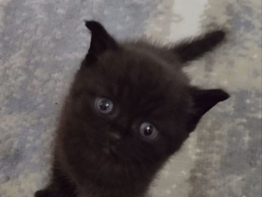 Британский чёрный британчик