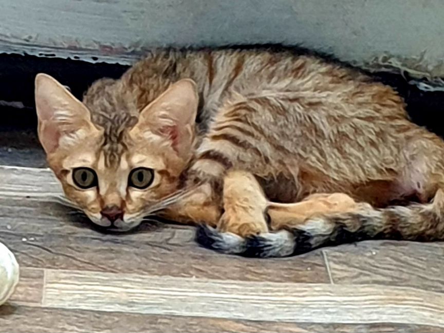 Котёнок подкидыш