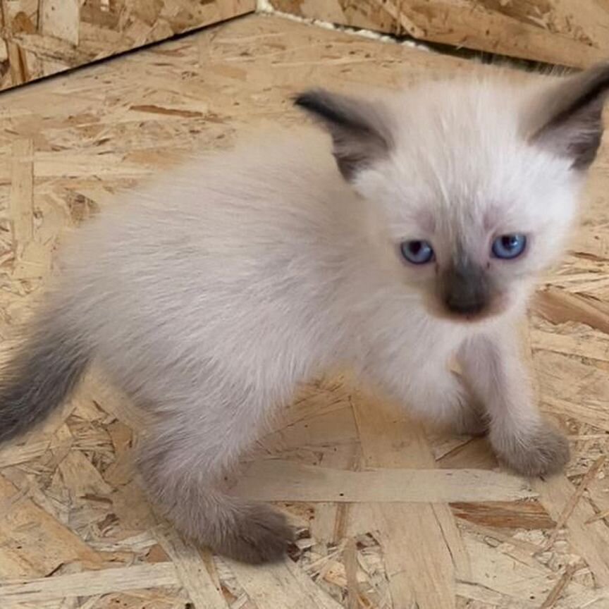 Отдам в добрые руки котенка