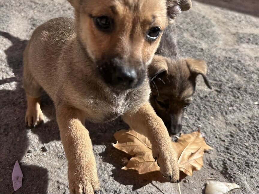 Щенки в добрые руки