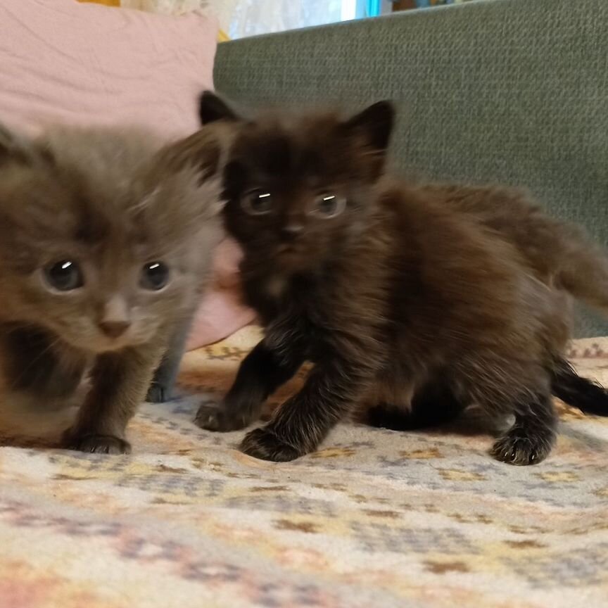 Котята Нибелунги