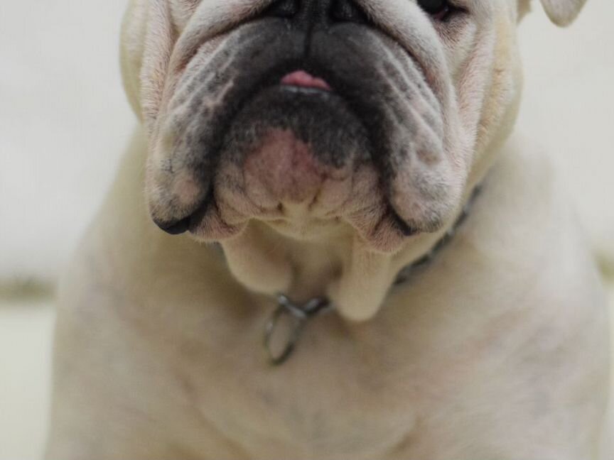 Английский бульдог девочка