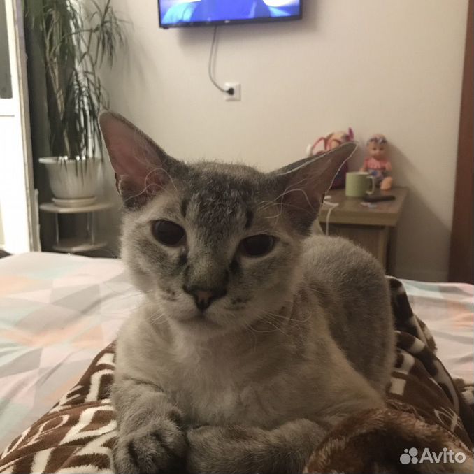 Кот Аркадий ищет дом
