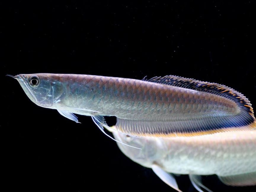 Арована черная (Osteoglossum ferreirai)