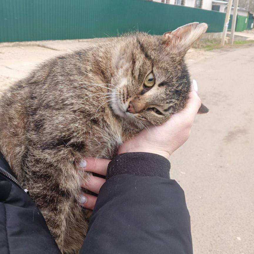 Котик молодой 1 год