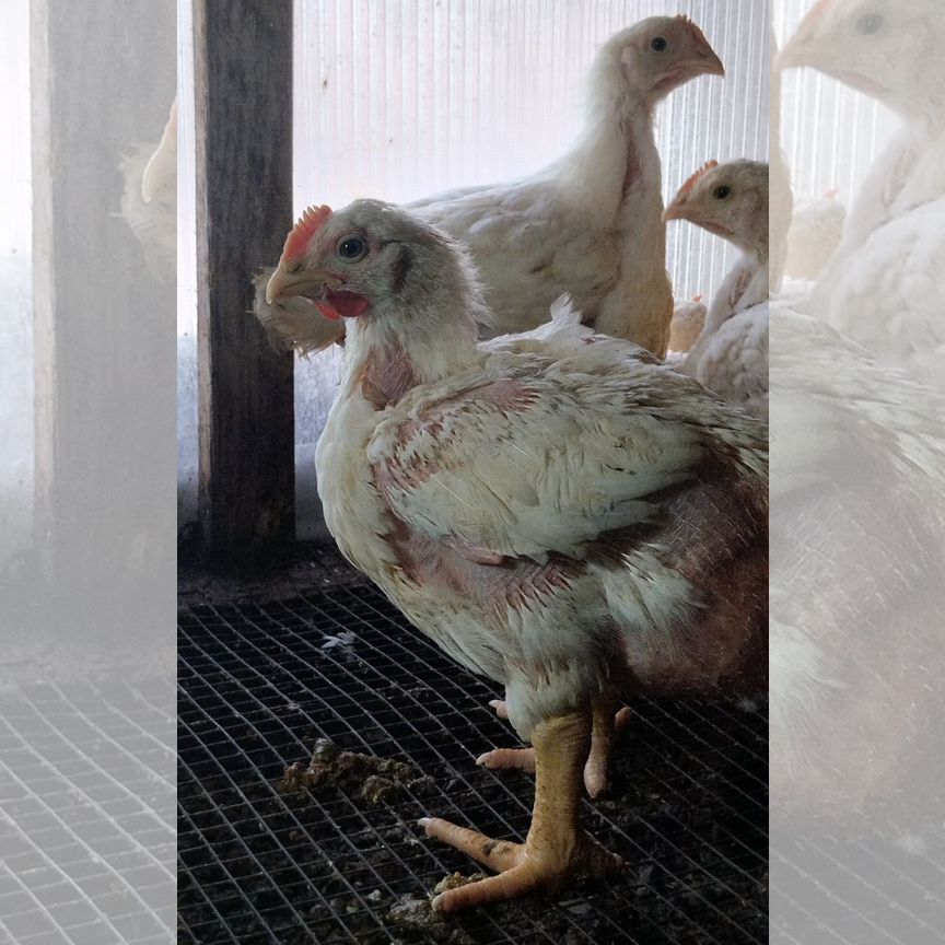 Цыплята бройлеры кобб 500