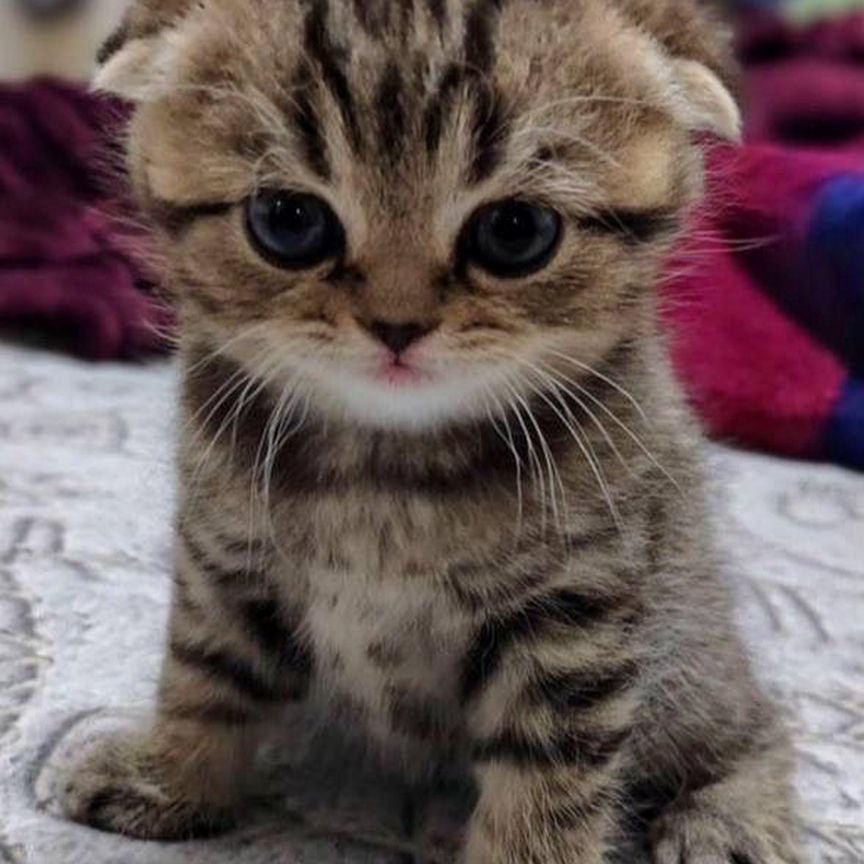 Шотландские котята