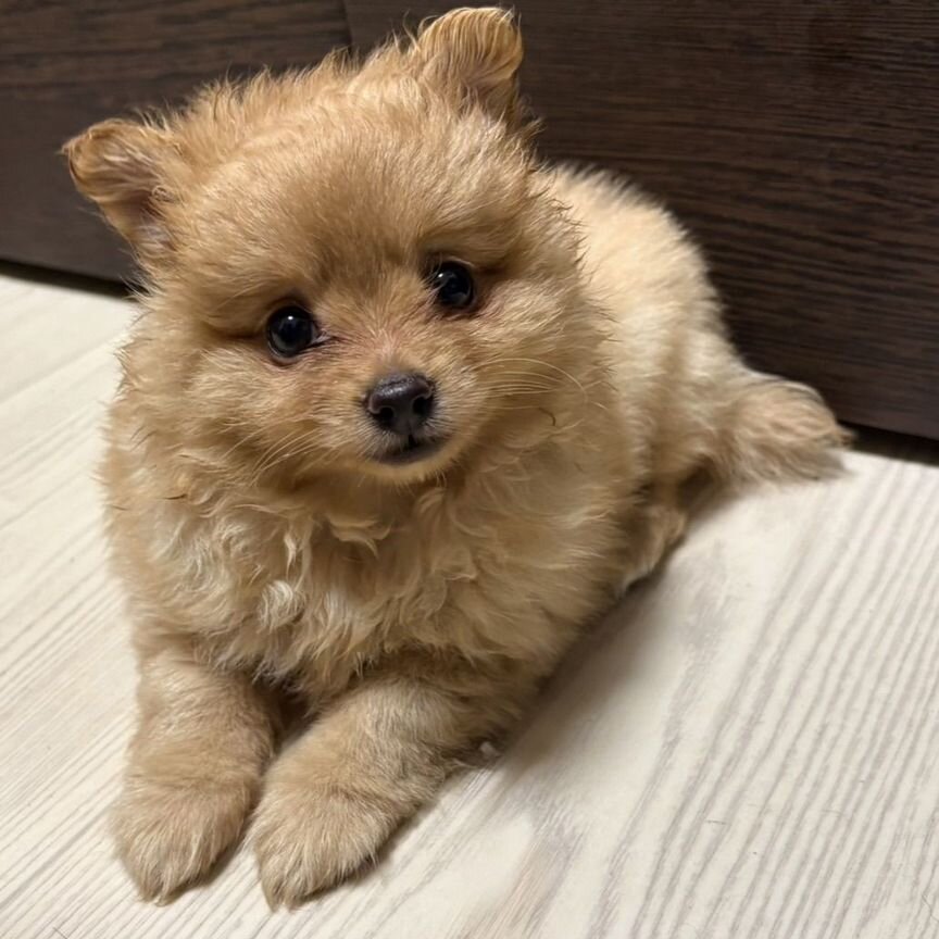 Померанский шпиц, щенок