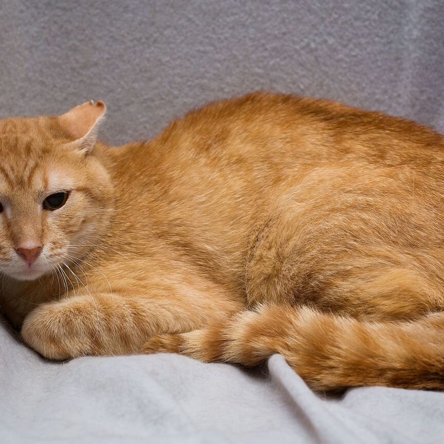 Рыжик 2 года в добрые руки