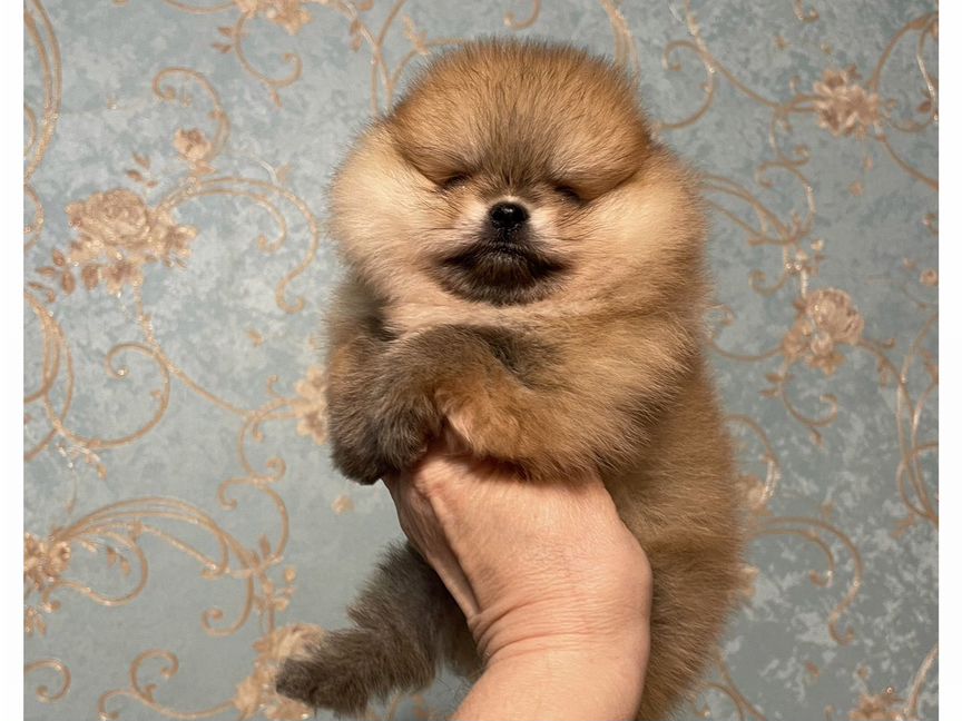Рыжий мини мальчик померанского шпица