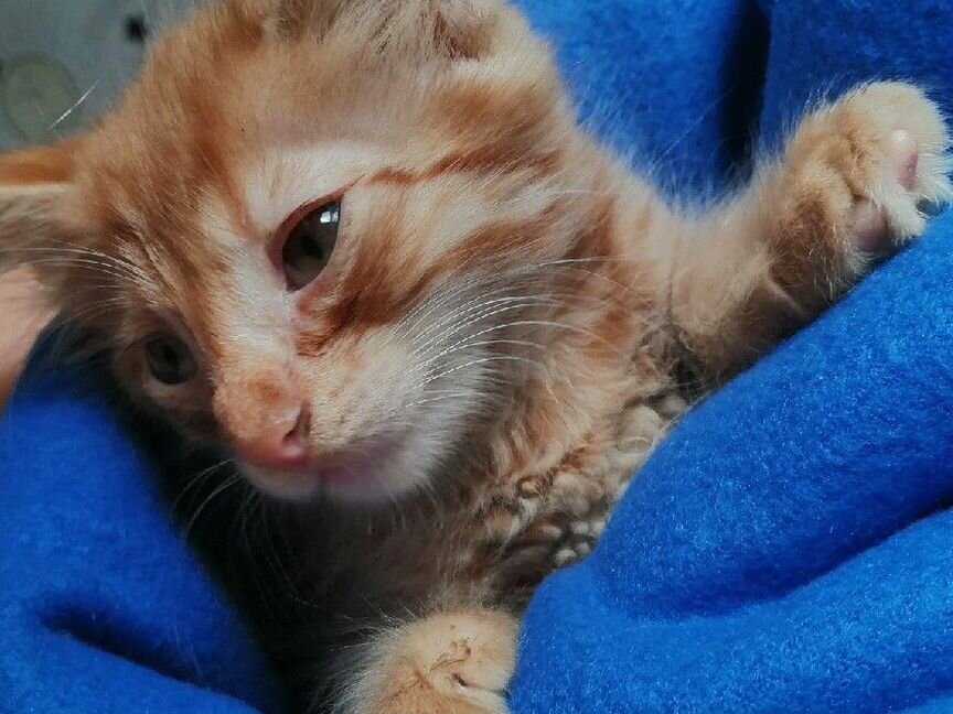 Кошка в дар