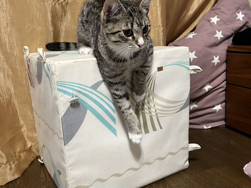 Отдам кошку в добрые руки
