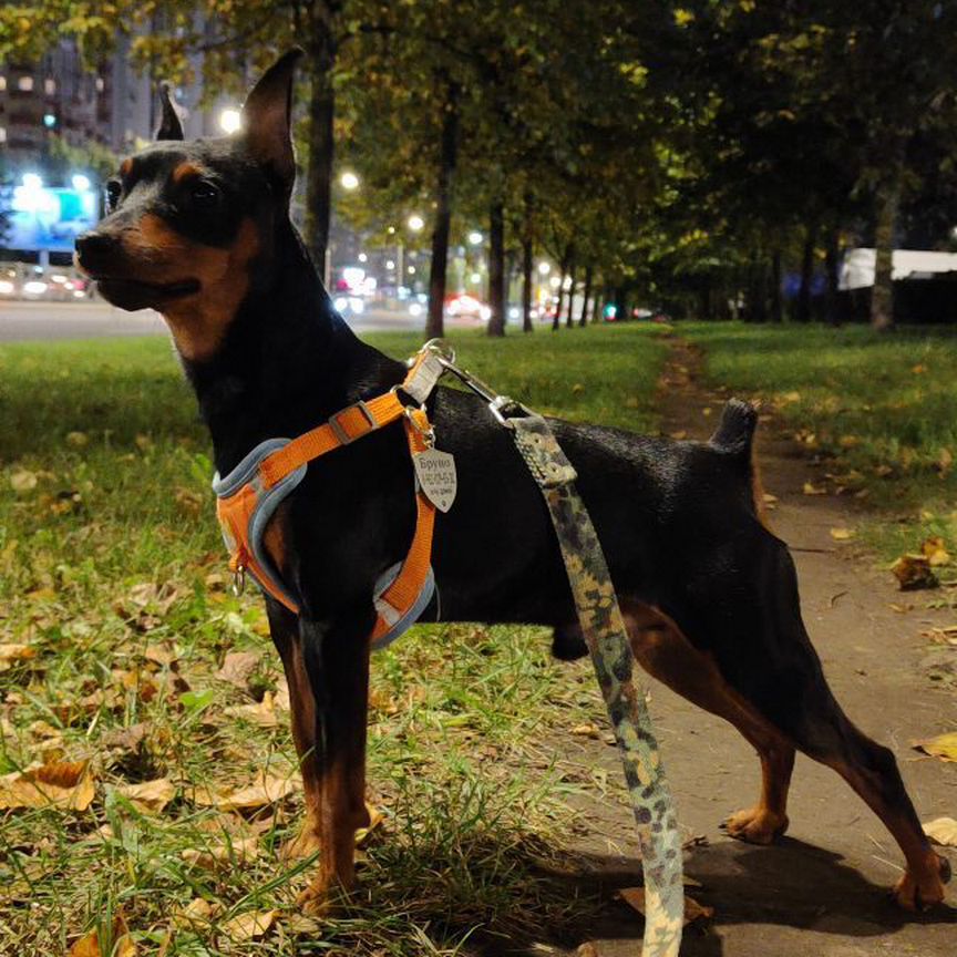 Вязка с Цвергпинчером