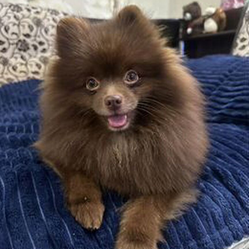 Померанский шпиц, взрослая собака