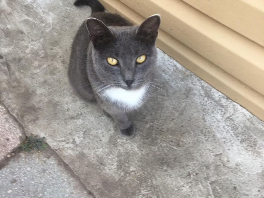 Кошечка, 2 года, отлично ловит мышей, ищет дом