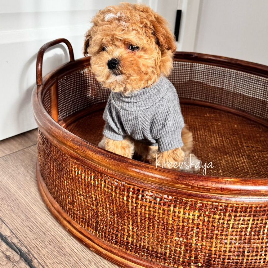 Мальтипу, щенок