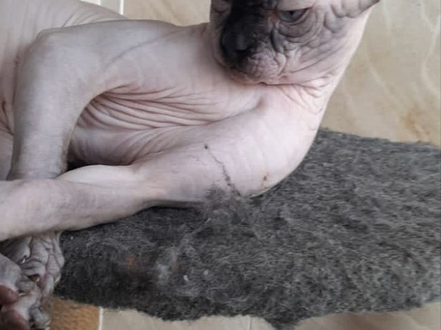 Кошка сфинкс