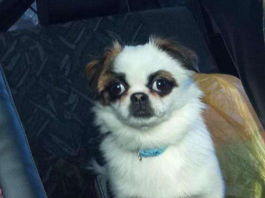 Продажа собак щенков