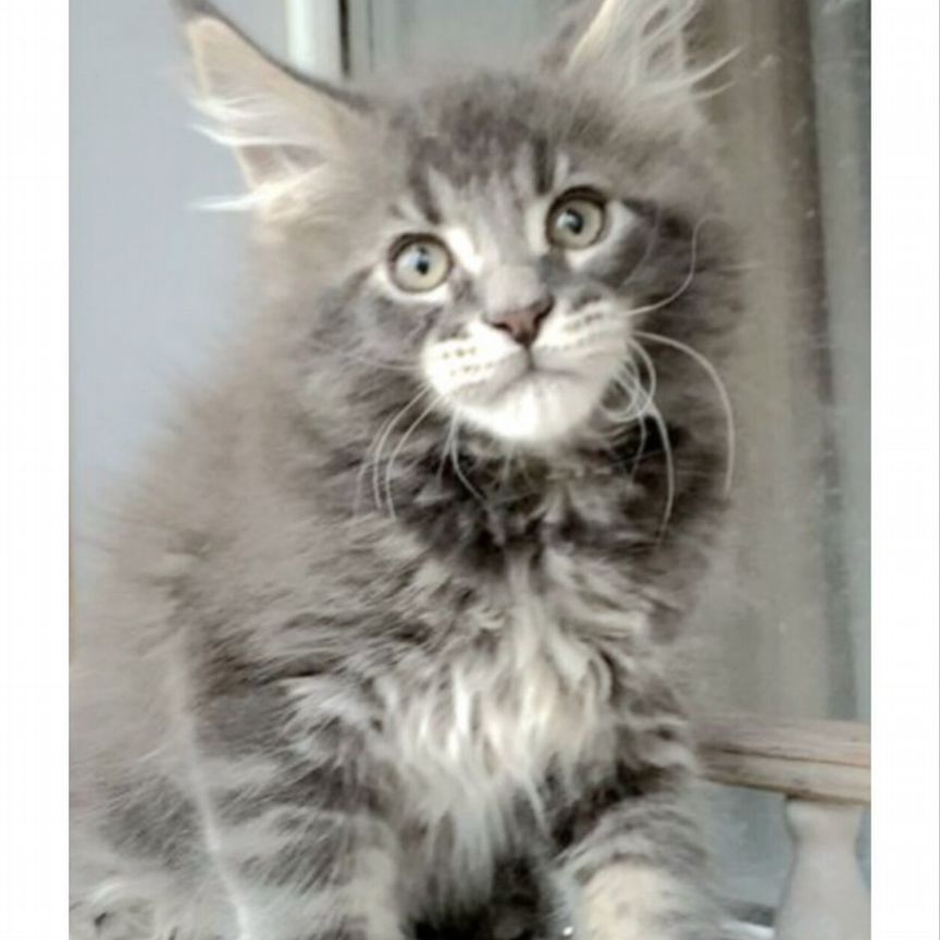 Котята мейнкун мальчик