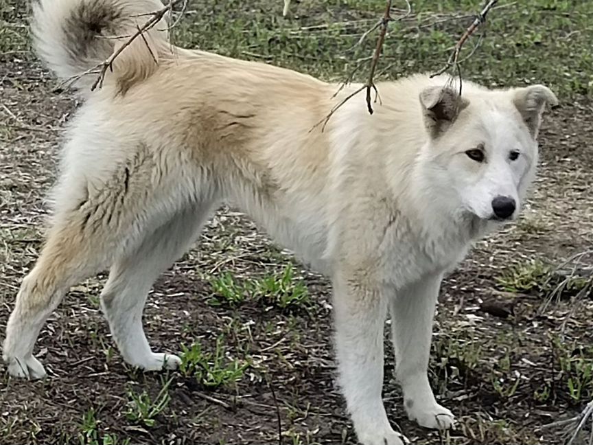 Настоящий друг