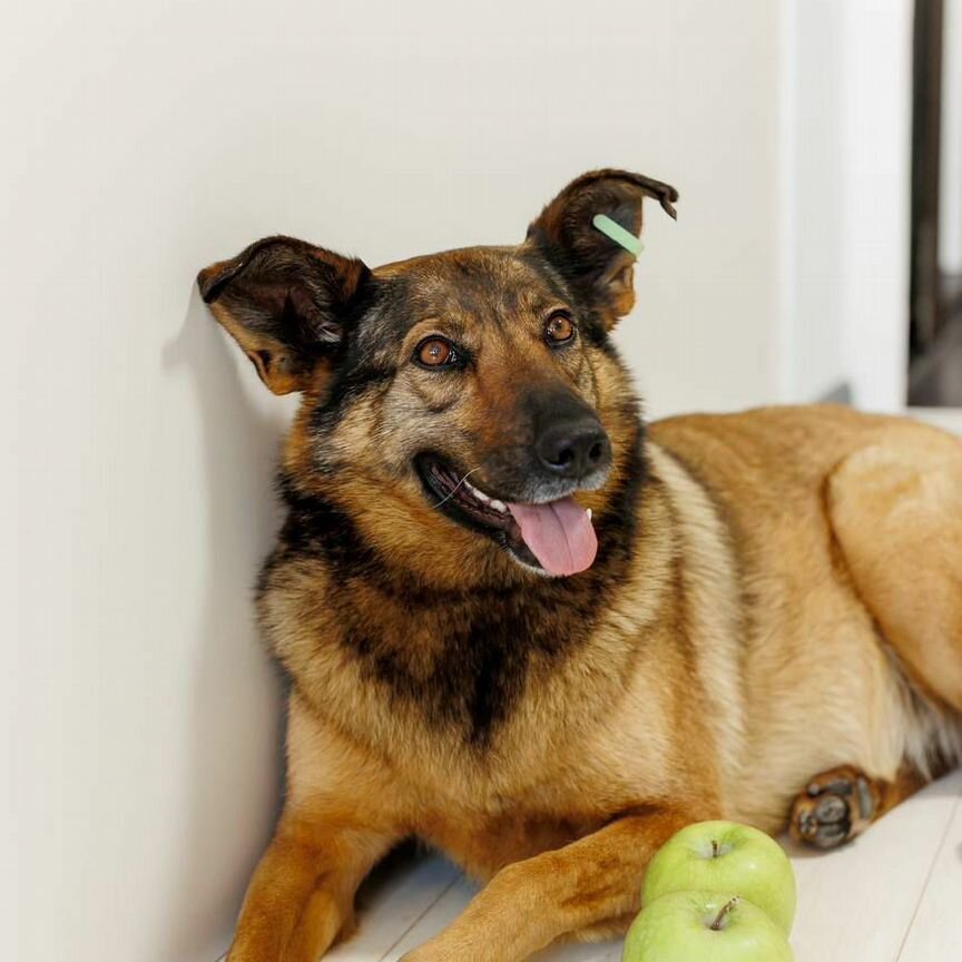 Идеальная собака Джемма в добрые руки в дар