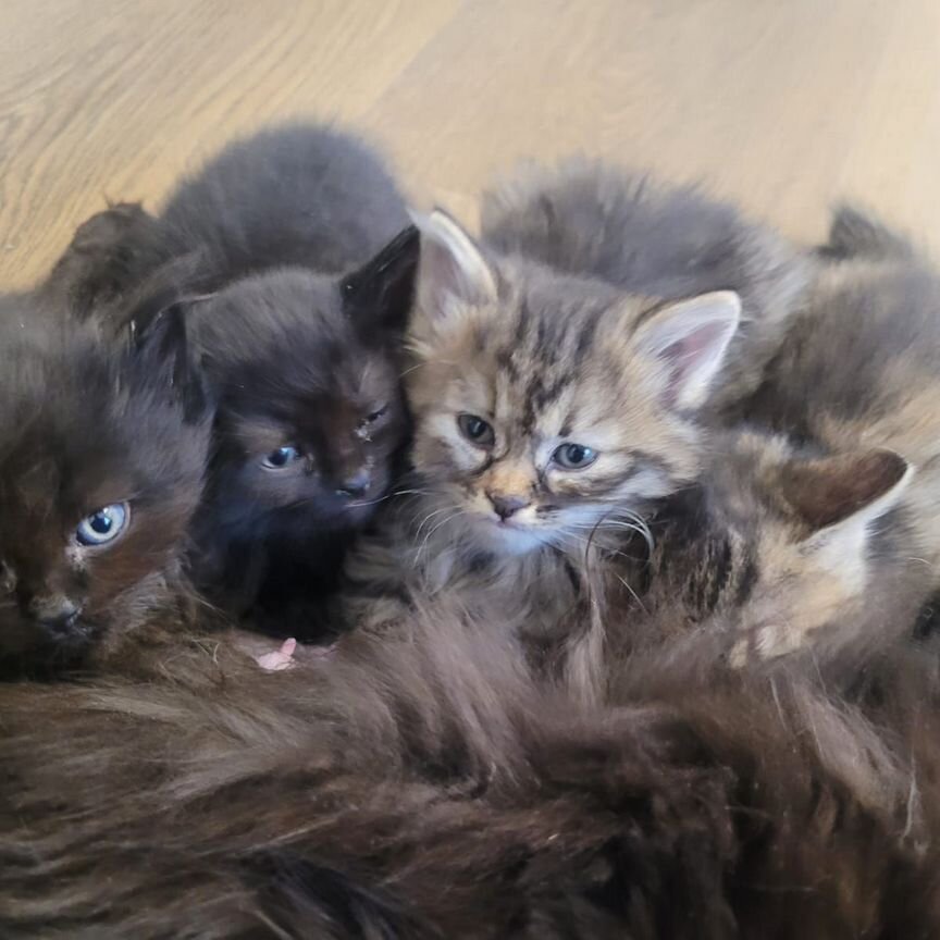 Котята в добрые руки приучены к лотку