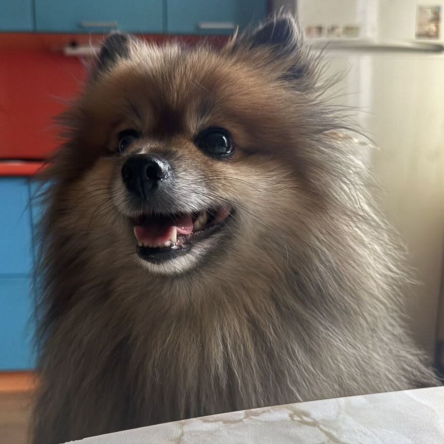 Померанский шпиц, взрослый пёс