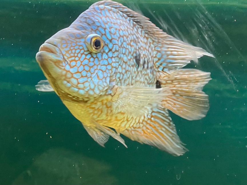 Бриллиантовая цихлазома 3 штуки