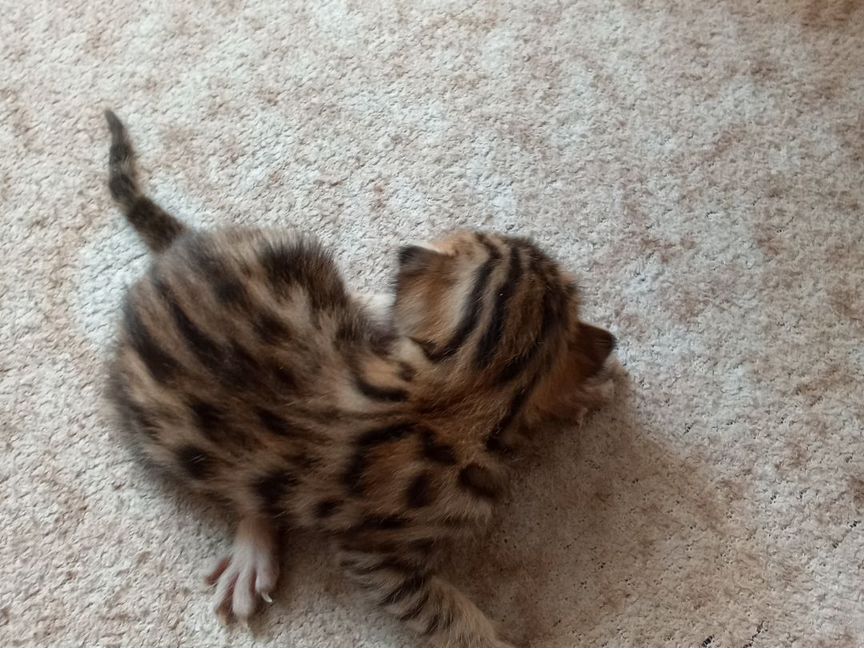 Бенгальская