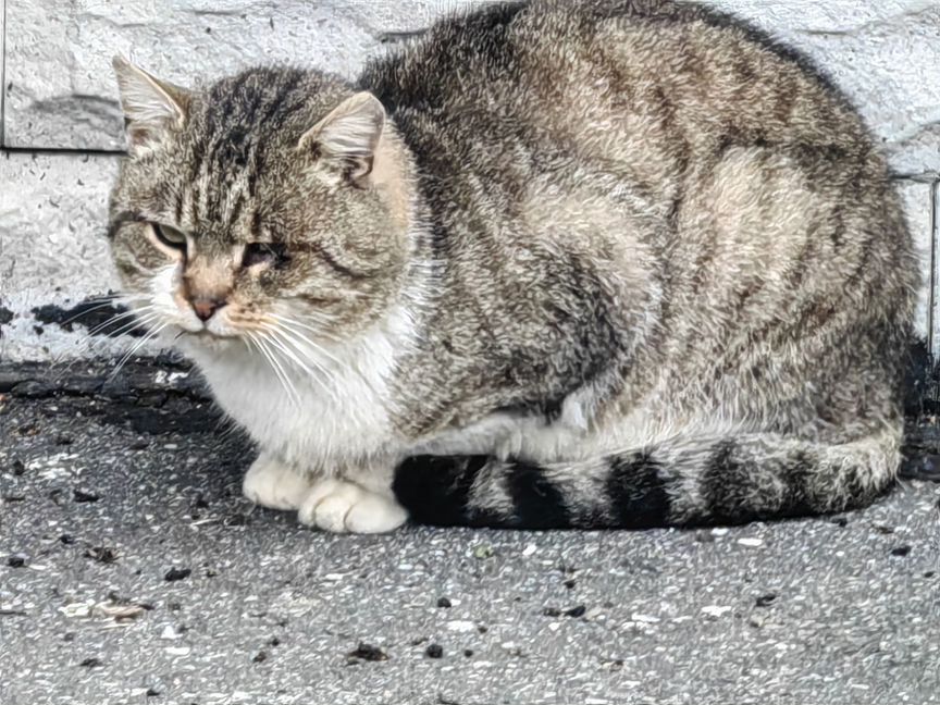 Кот кошка ищет хозяев