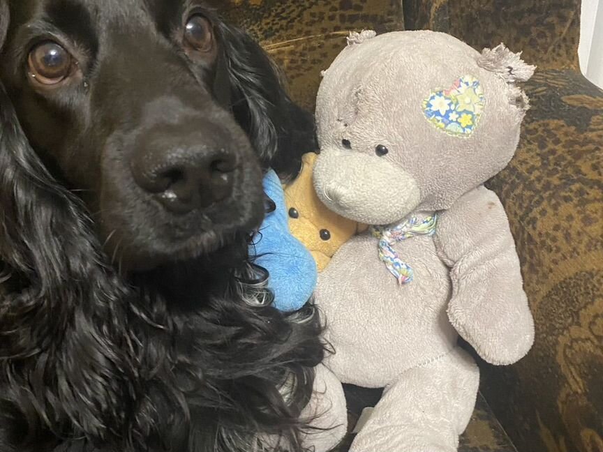 Русский спаниель