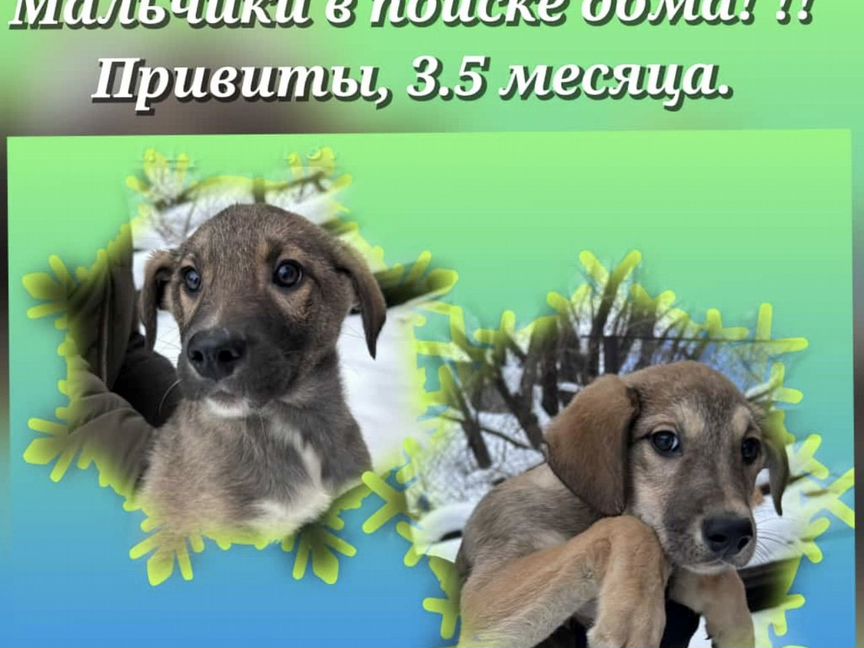 Пристрой щенков в добрые руки