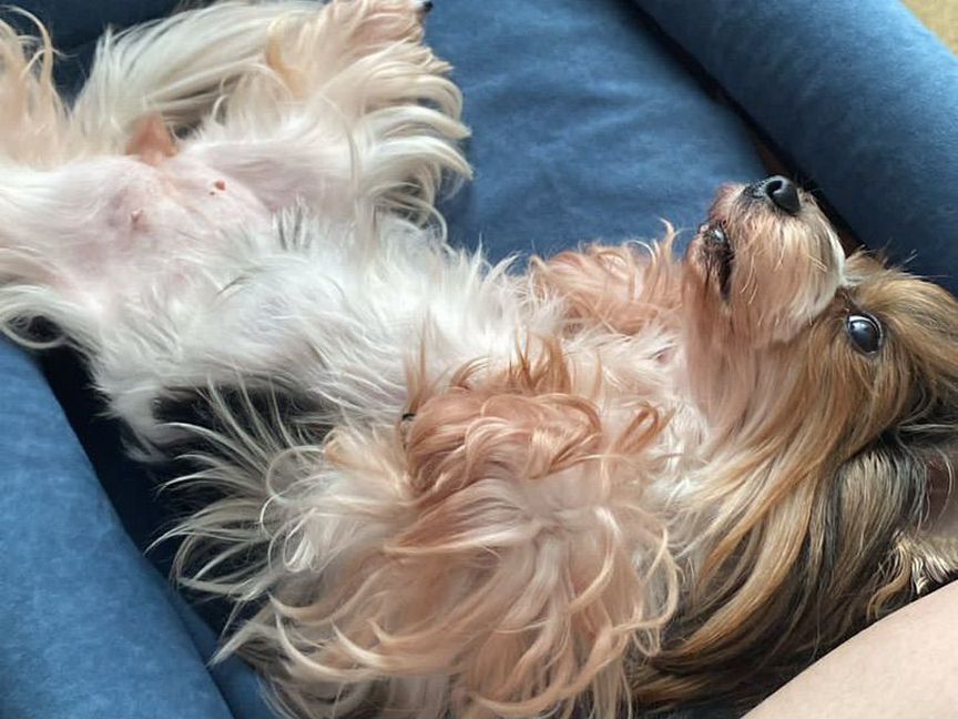 Лежанка для животных