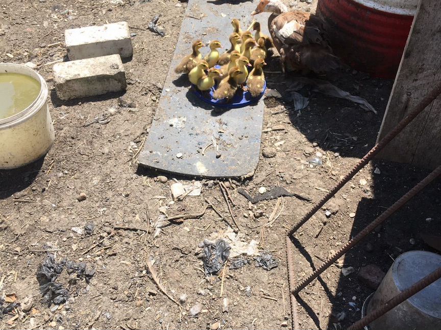 Индоутята тяжелой линии с материю