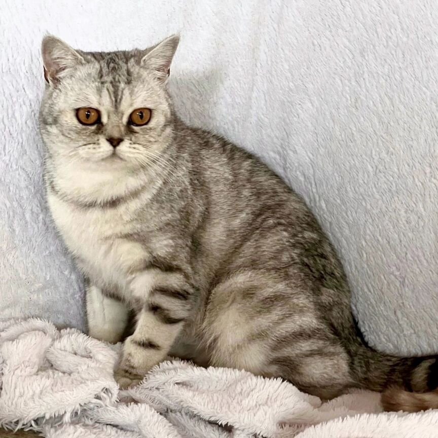 Красавица кошечка ищет дом