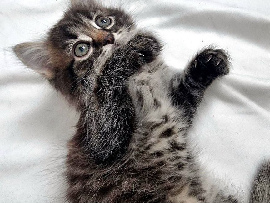 Котята