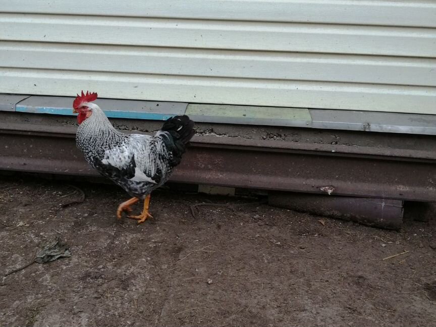 Продам молодых петушков