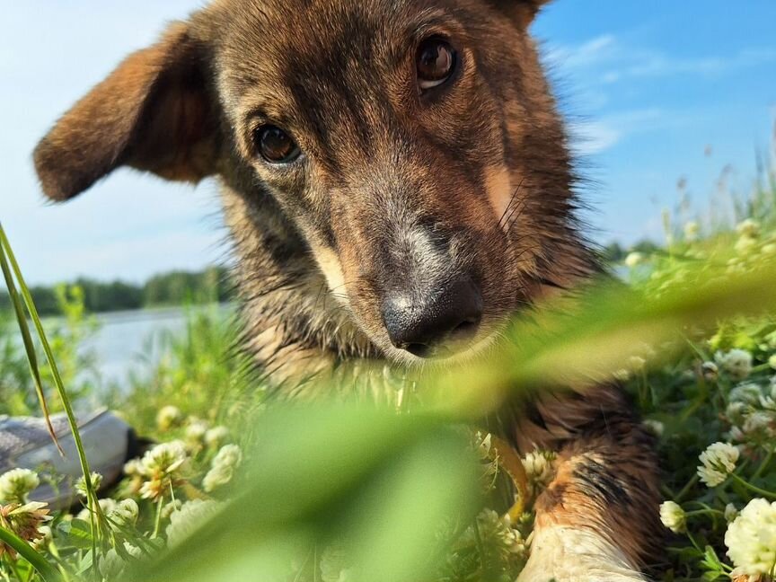 Собака в добрые руки маленькая порода