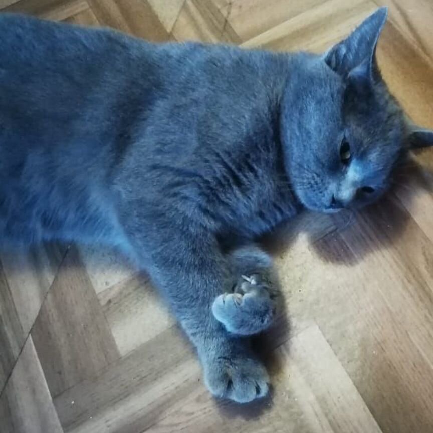 Русская голубая, взрослая кошка