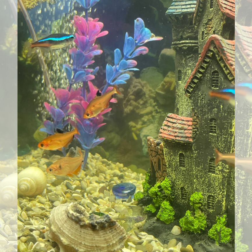 Теренции вишнёвые