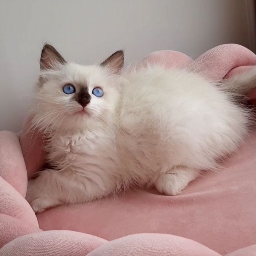 Котята рэгдолл. Тряпичная кукла. Ragdoll