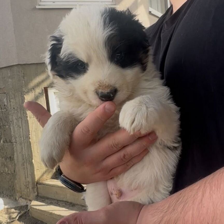 Щенок в добрые руки