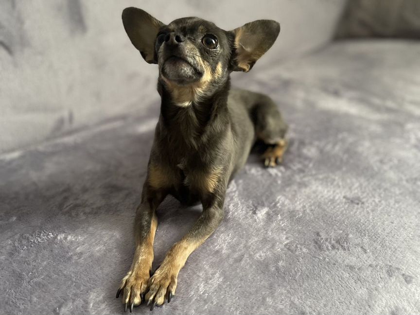 Русский той-терьер мини вязка