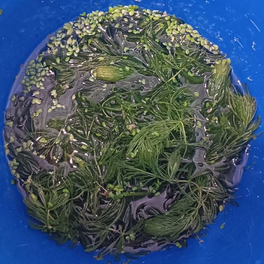 Растение в аквариумное