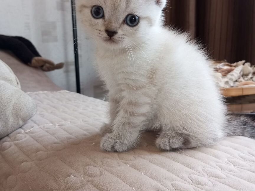 Продам британских котят